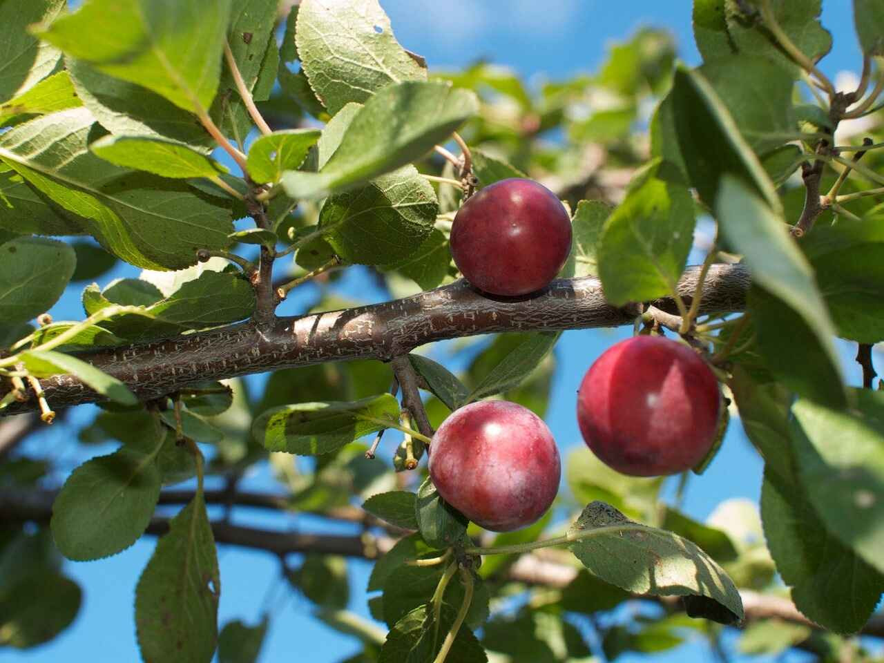 Plumclot Tree - Plum Apricot Hybrid
