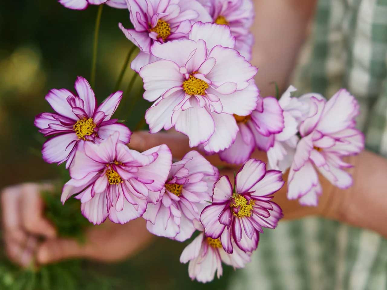 Cosmos Fizzy Rose Picotee Seeds | Stunning Semi-Double Blooms