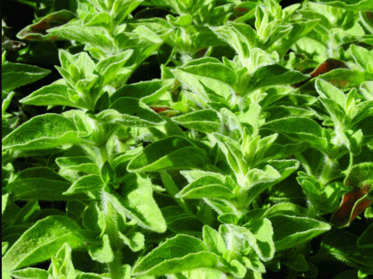 Herb Plants Oregano Hot & Spicy