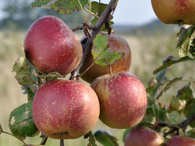 Fruit Trees - Bare Root Fruit Trees & Bushes
