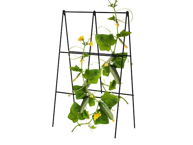 Folding A-Frame Cucumber Trellis - for climbing plants