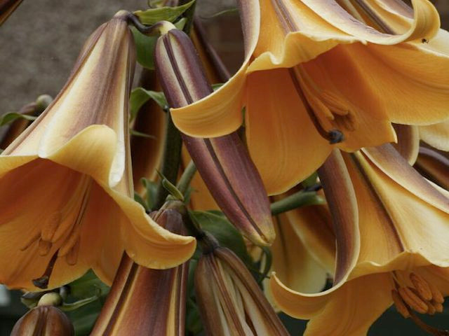 Lilium 'African Queen'