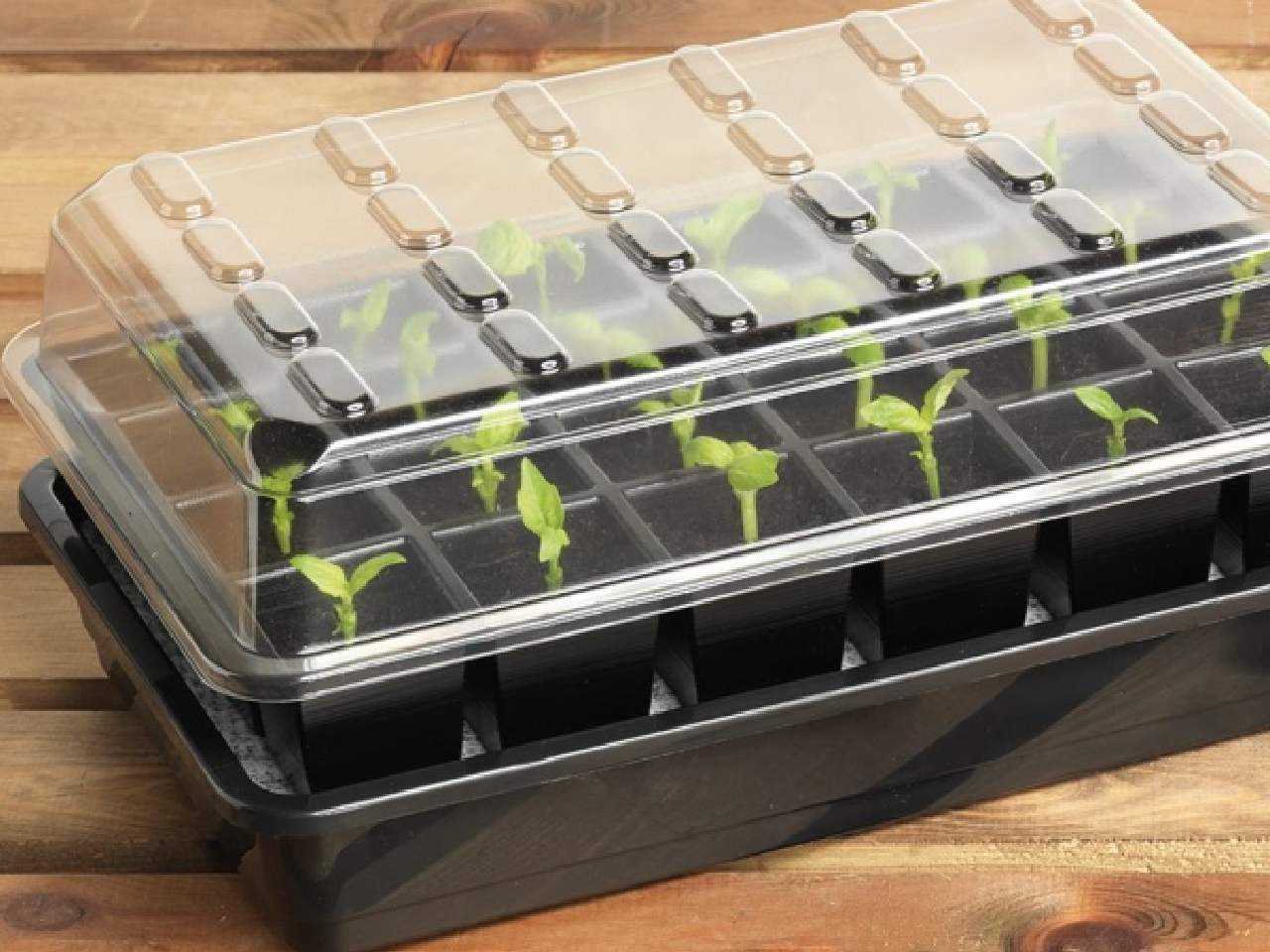 Propagators For Propagating Vegetable Seeds