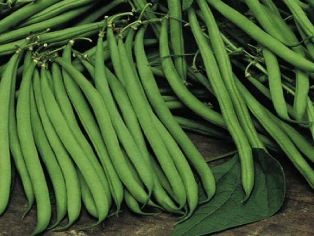 Dwarf French Bean 'Opera' Seeds