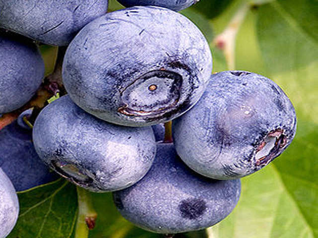 Blue Berry Bushes - Grow 'Berkeley' Blueberries