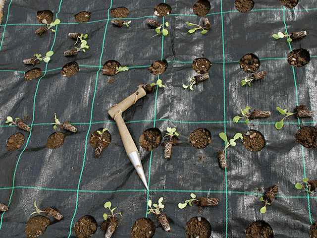 Weed Control Fabric - Gro Grid 'A' Planting Mat