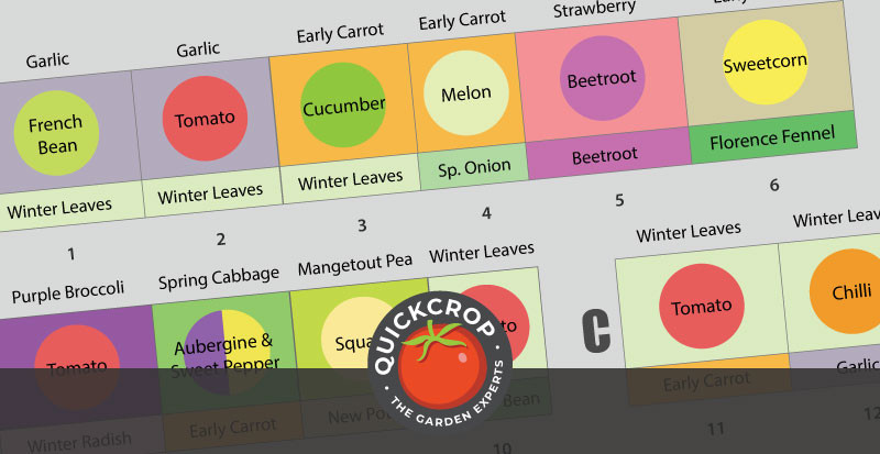 Polytunnel Succession Planting Plan 2021