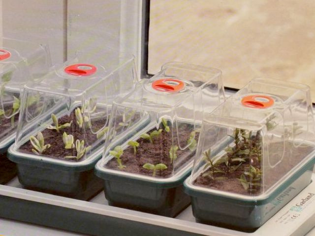 Propagators For Propagating Vegetable Seeds