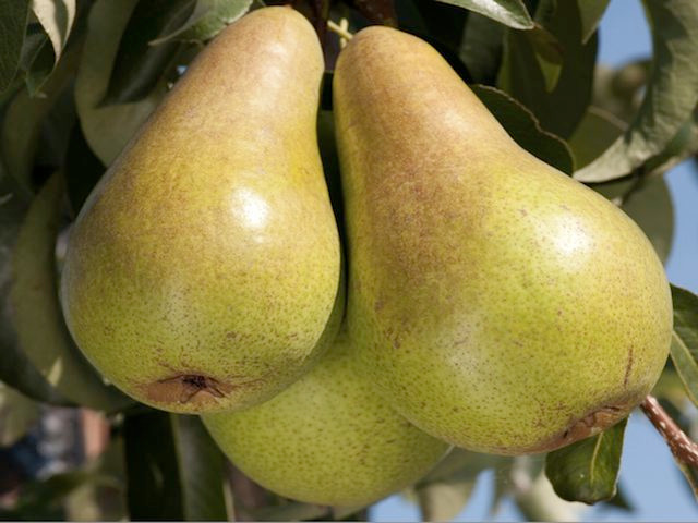 Grow Your Own Pears - Concorde Pear Trees