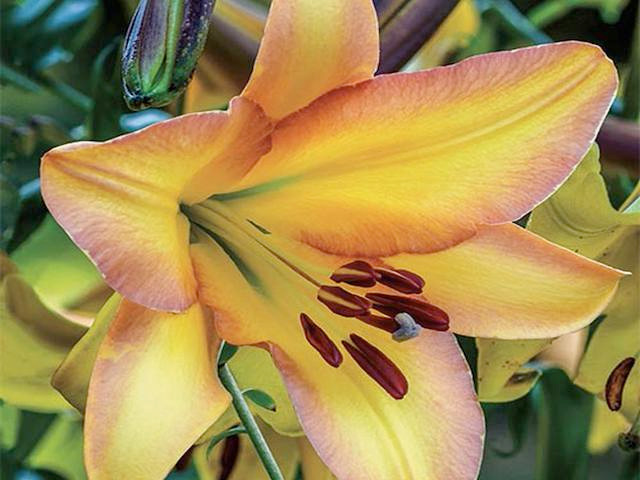 Summer Flowering Bulbs - Home Delivered