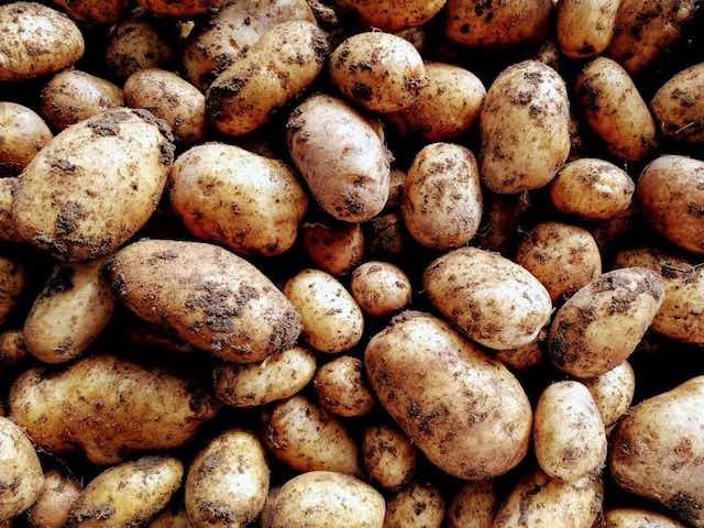 'Maris Piper' Seed Potatoes