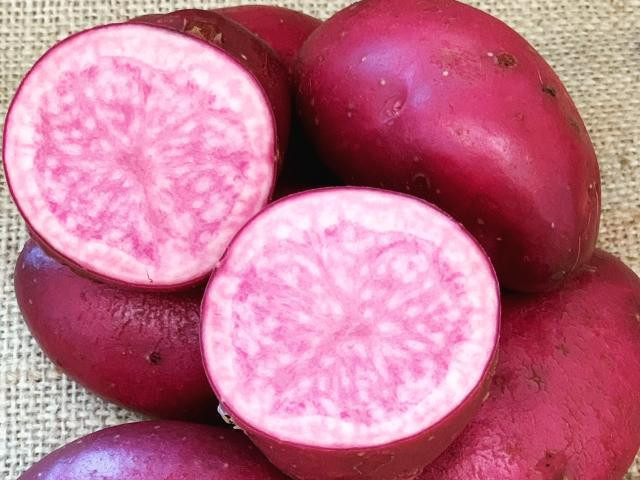 Seed Potatoes - Arran Victory ORGANIC maincrop Potato