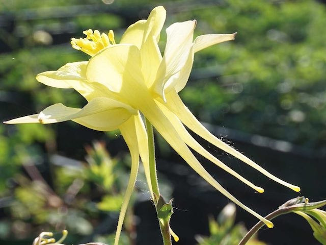 Flowering Herbaceous Perennial Plants - 5 Pack PIck & MIx