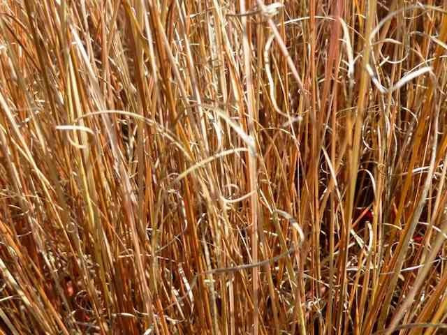 Carex buchananii Red Rooster - Leatherleaf sedge (3 Plants)