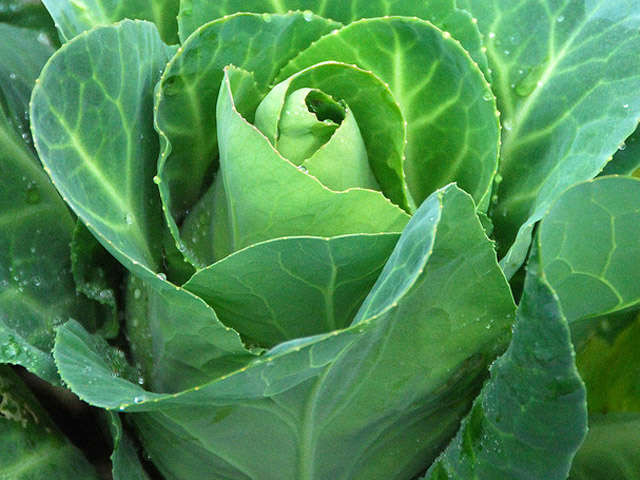 Cabbage Seeds - Greyhound Summer Cabbage