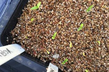 Propagation - For Vegetable Seeds & Seedlings