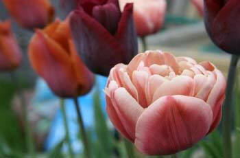 Flower Bulbs - Spring & Summer Flowering Bulbs