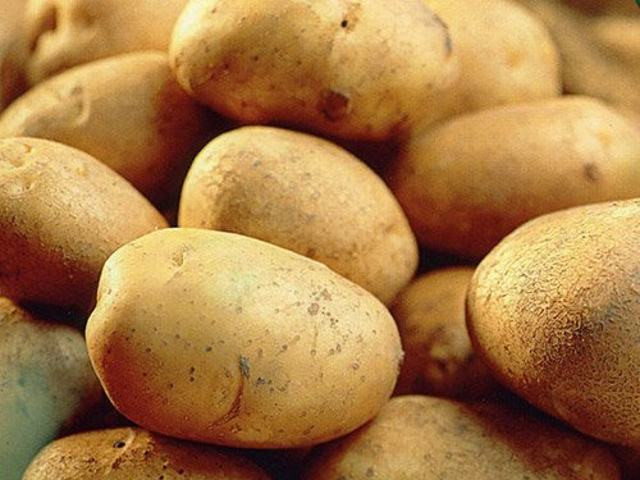 Rooster Maincrop Seed Potatoes