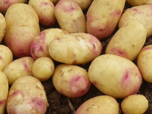 Late Season Winter Cropping Seed Potatoes