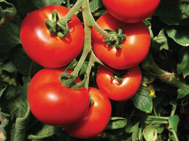 'Previa' F1 Tomato - Hybrid variety