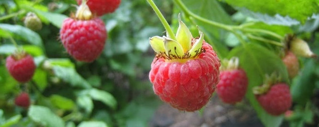 How to grow raspberries