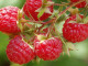 Raspberry Canes - Grow your own Autumn Bliss Raspberries