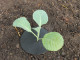 Cabbage Collars - Protection For Cabbage Plants & Other Brassicas