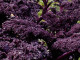 Kale Seeds - Grow Your Own 'Redbor' Kale
