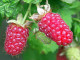 Loganberry Bare Root Fruit Plants - Grow Your Own Logan Berries