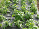 Weed Control Fabric - Gro Grid 'A' Planting Mat