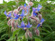 How To Grow Borage