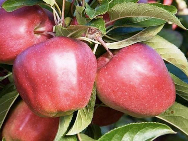 Pirouette Apple Trees - Grow Your Own Apples