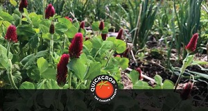 The Benefits of Clover as a Cover Crop