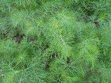 How To Grow Dill
