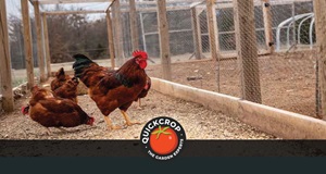 A Beginner's Guide to Keeping Chickens