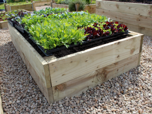How to build a school raised bed vegetable garden