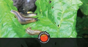 Natural and Non Toxic Slug Control Methods