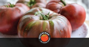 A Guide to Our Favourite Tomato Varieties