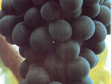 Black Hamburg Grape Vines - Grow Your Own