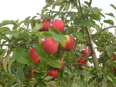 Summer Red Apple Trees - Grow Your Own Apples
