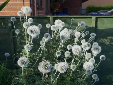 Echinops Sphaerocephalus 'Arctic Glow - Flowering Perennial Plants