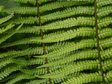 Dryopteris wallichiana - alpine wood fern