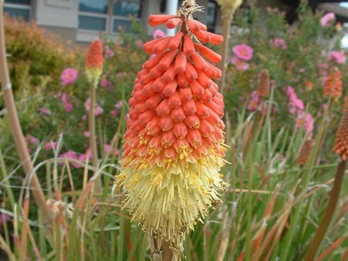 Kniphofia uop Flamenco - red hot pokers (x 3)