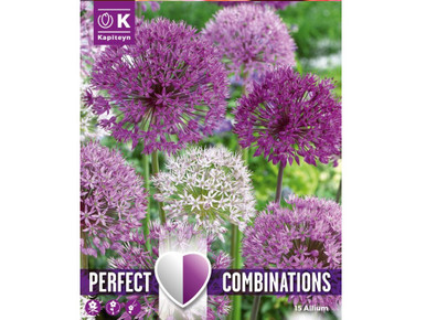 Combi Allium Large Ball Blend - Spring Bulbs