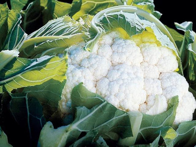 Cauliflower Aviron - May