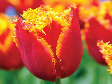 Kapiteyn Fringed 'Fabio' Tulips - 8 Pack