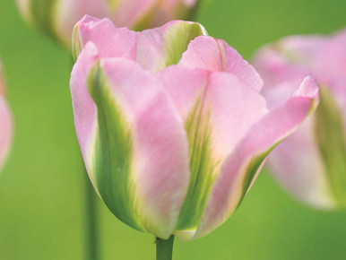 Tulip Viridiflora 'Groenland' - Bulbs, Plants & Seeds