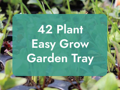 42 Small Easy Grow Garden
