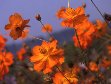 Sulphur Cosmos ‘Crest Orange’ Seeds - Vibrant Orange Garden Blooms | 20 ...