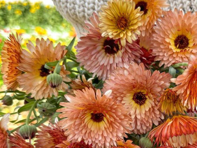 Calendula 'Orange Flash' Seeds | Vibrant Rose-Copper Blooms for Gardens